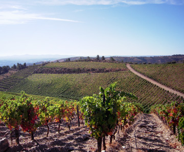 DOURO CIMA-CORGO | SWOP